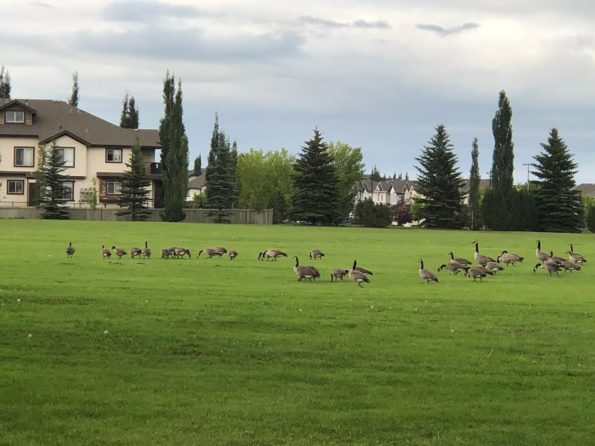 Ellerslie, Edmonton | Neighbourhood Profile & Listings